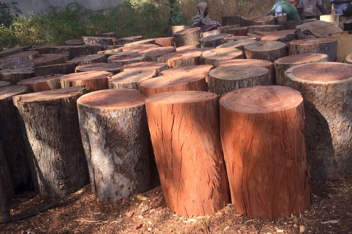 Wooden Roots