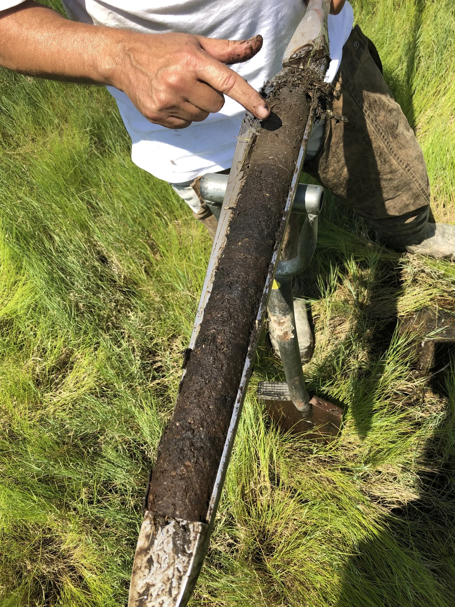 SALT MARSH Conservation — Creature Conserve