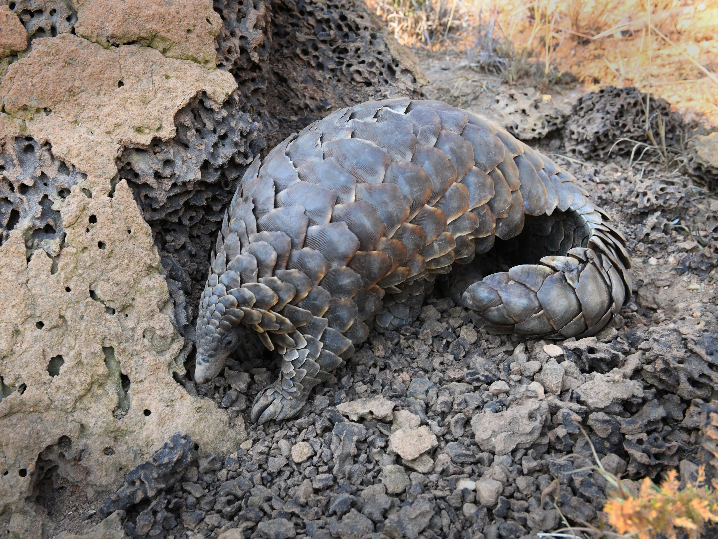 PANGOLIN Conservation — Creature Conserve