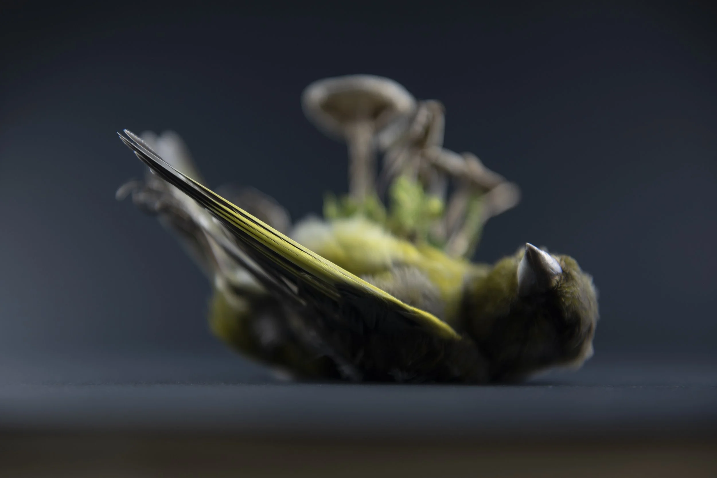 Natalie Field — Creature Conserve