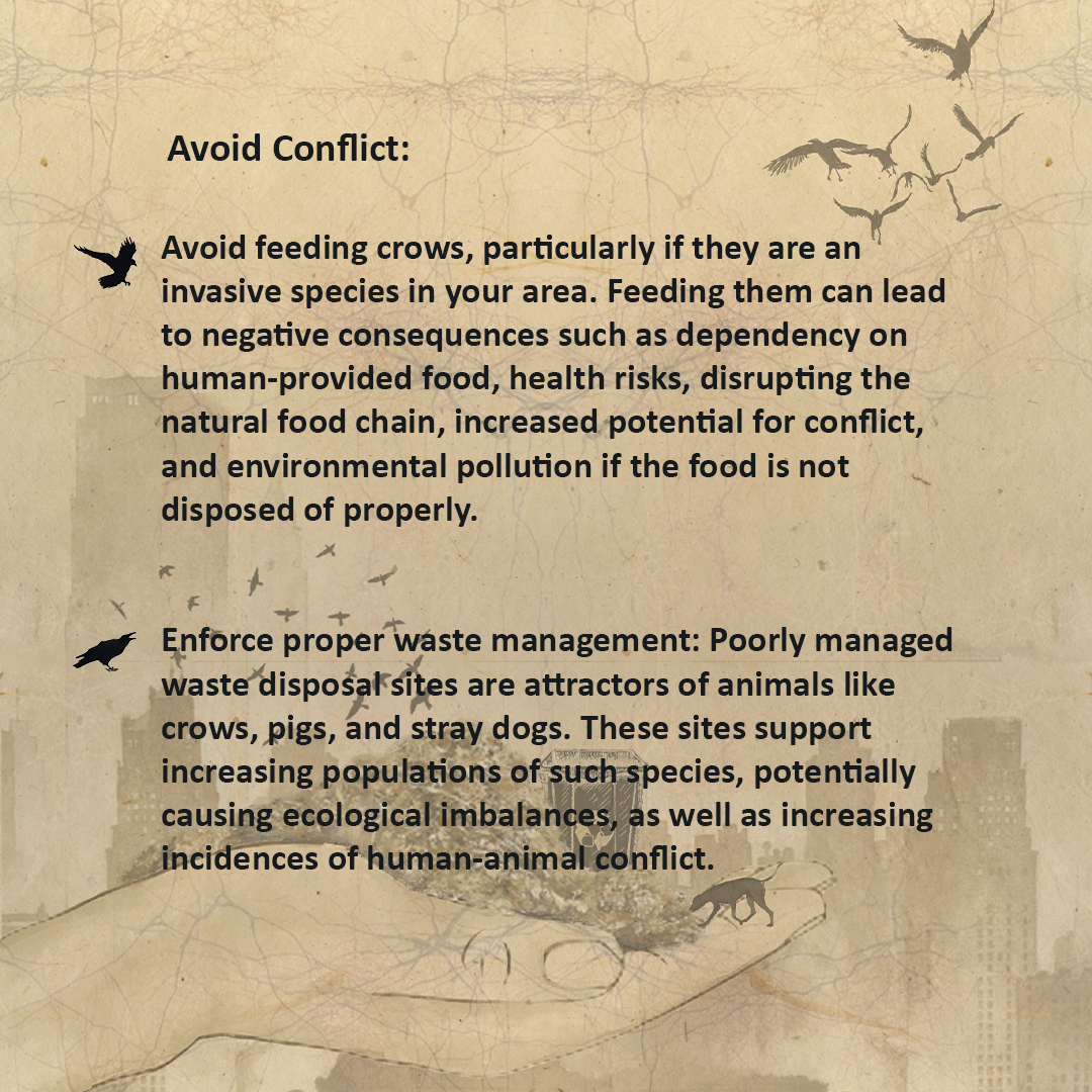 Crow Conservation — Creature Conserve