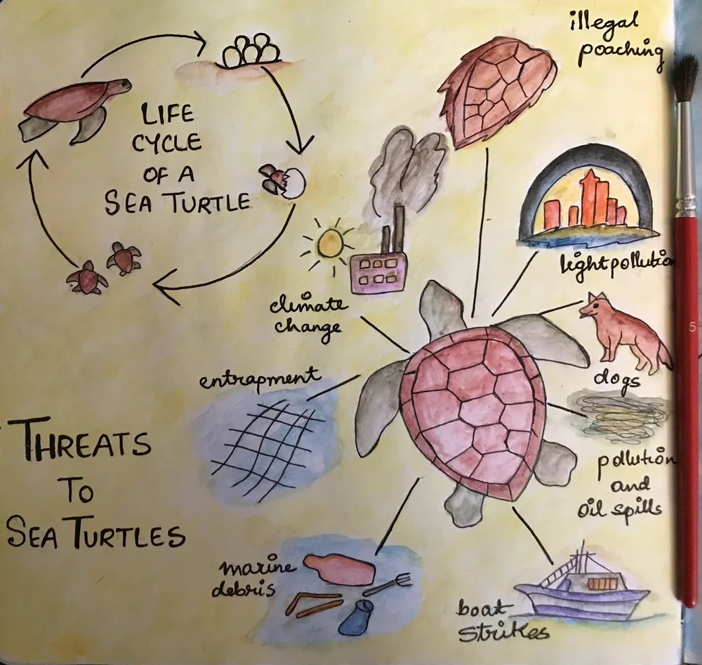Sea Turtle Conservation — Creature Conserve