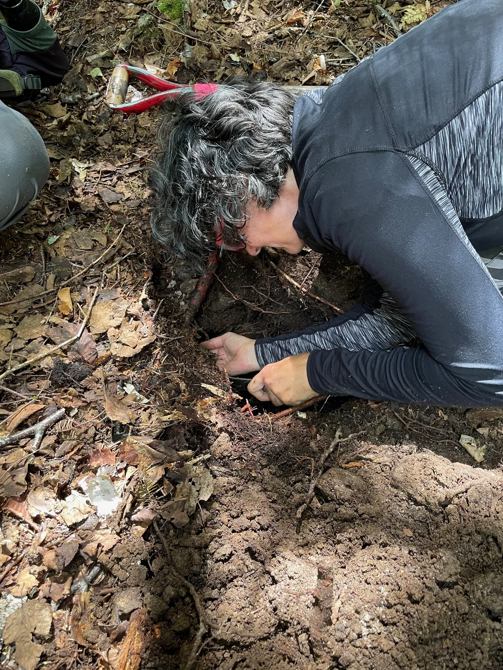 Rebecca Schultz — Creature Conserve