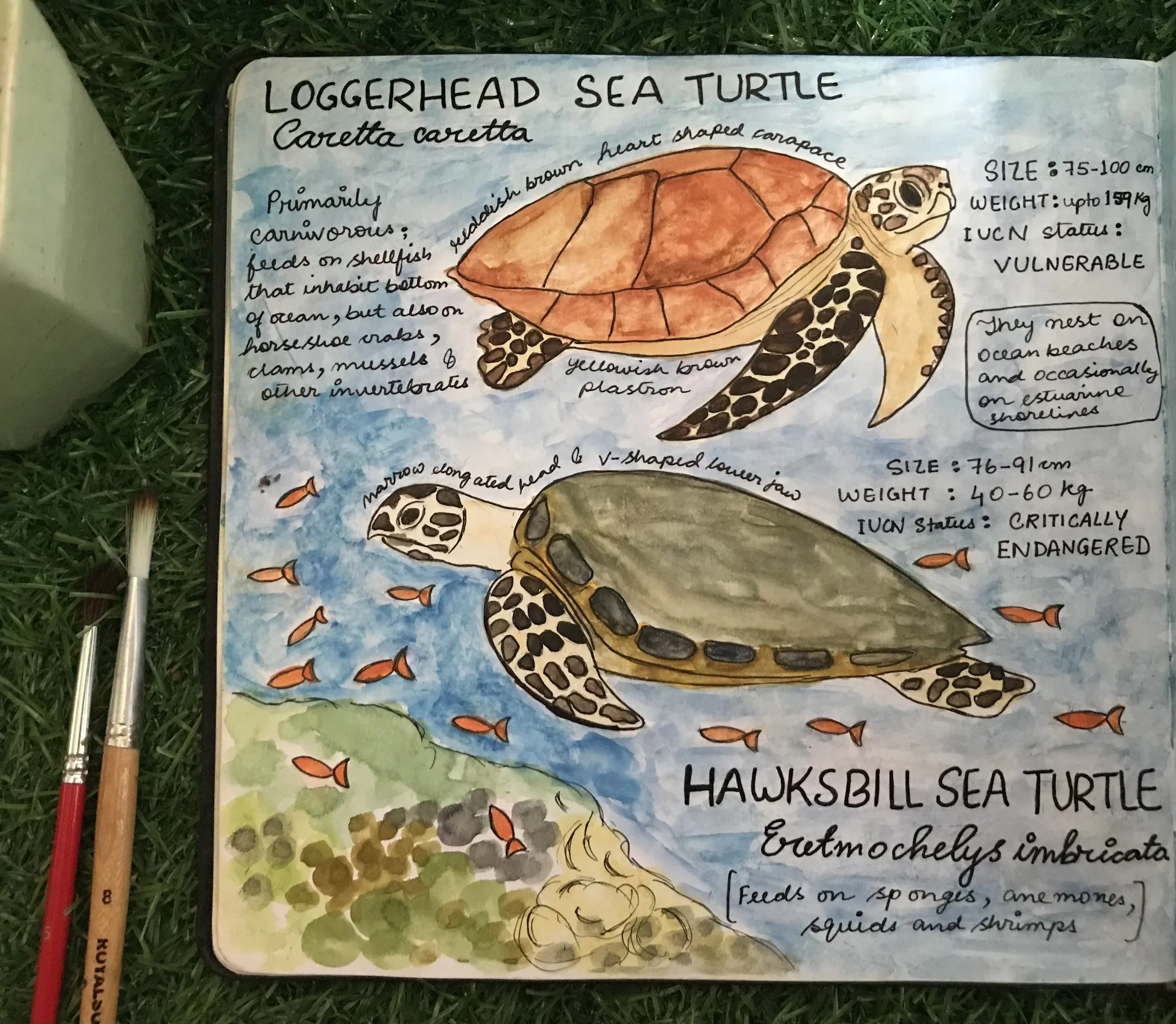 Sea Turtle Conservation — Creature Conserve