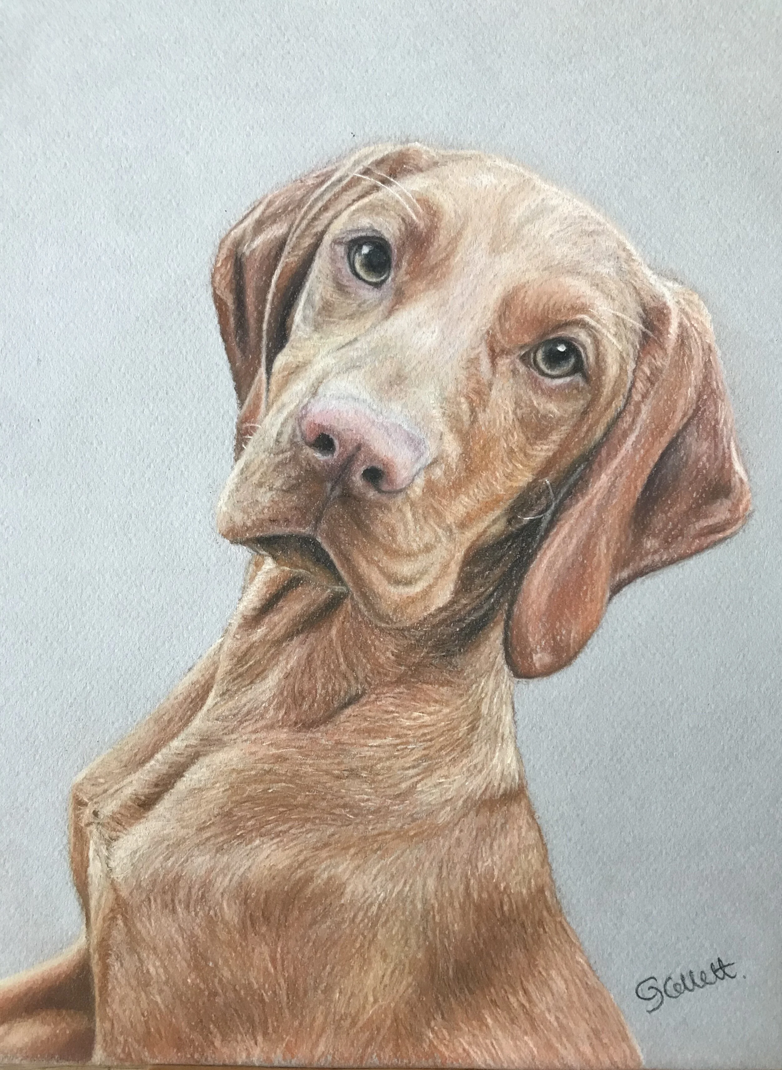 Grace Collett Art | Pet & Equestrian Art | Bespoke, photorealistic pet ...