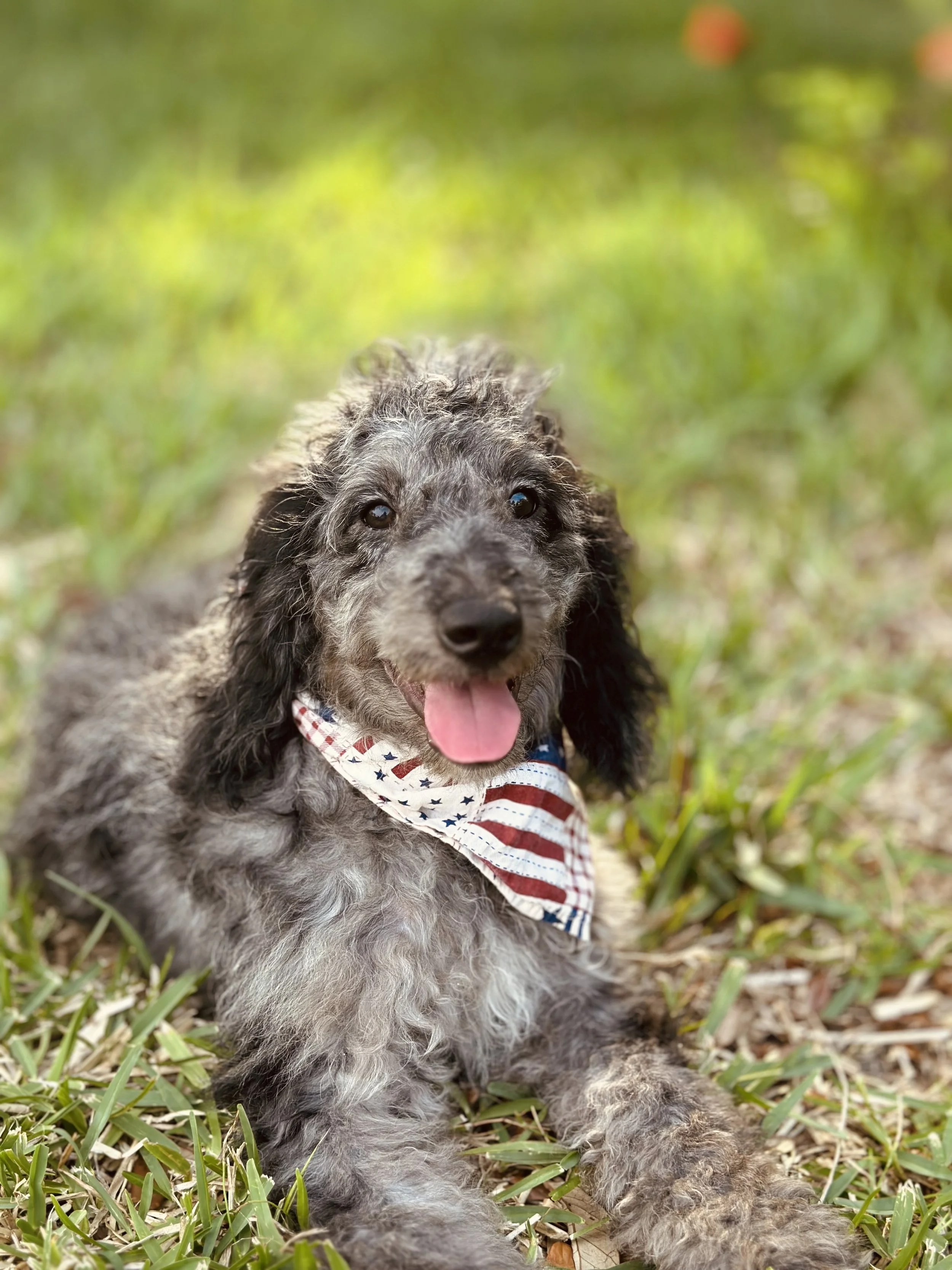 Goldendoodle Puppies for Sale in Orlando, FL | Your Trusted Source for ...