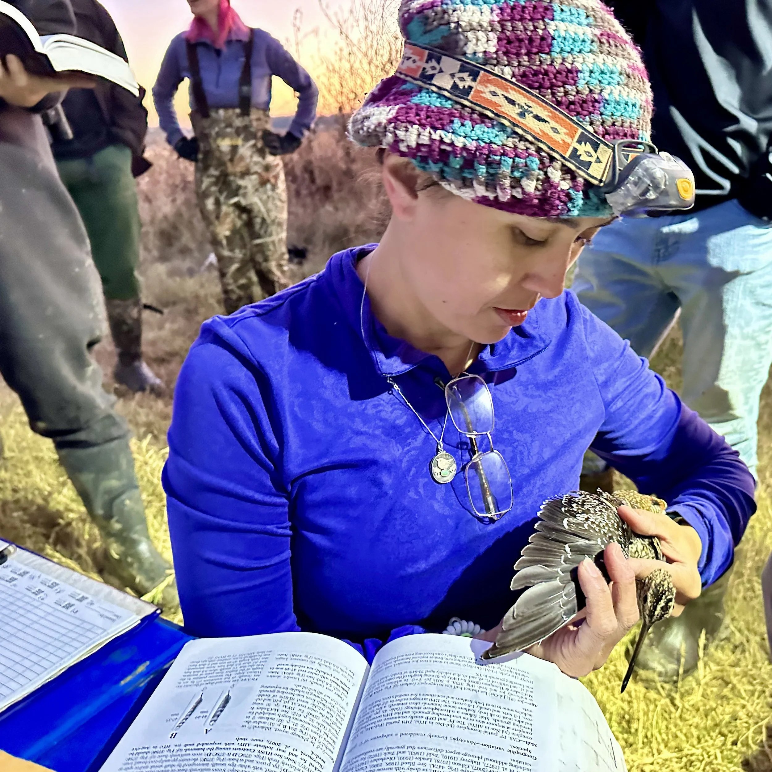 MS Delta Shorebird Tracking Project — Delta Wind Birds