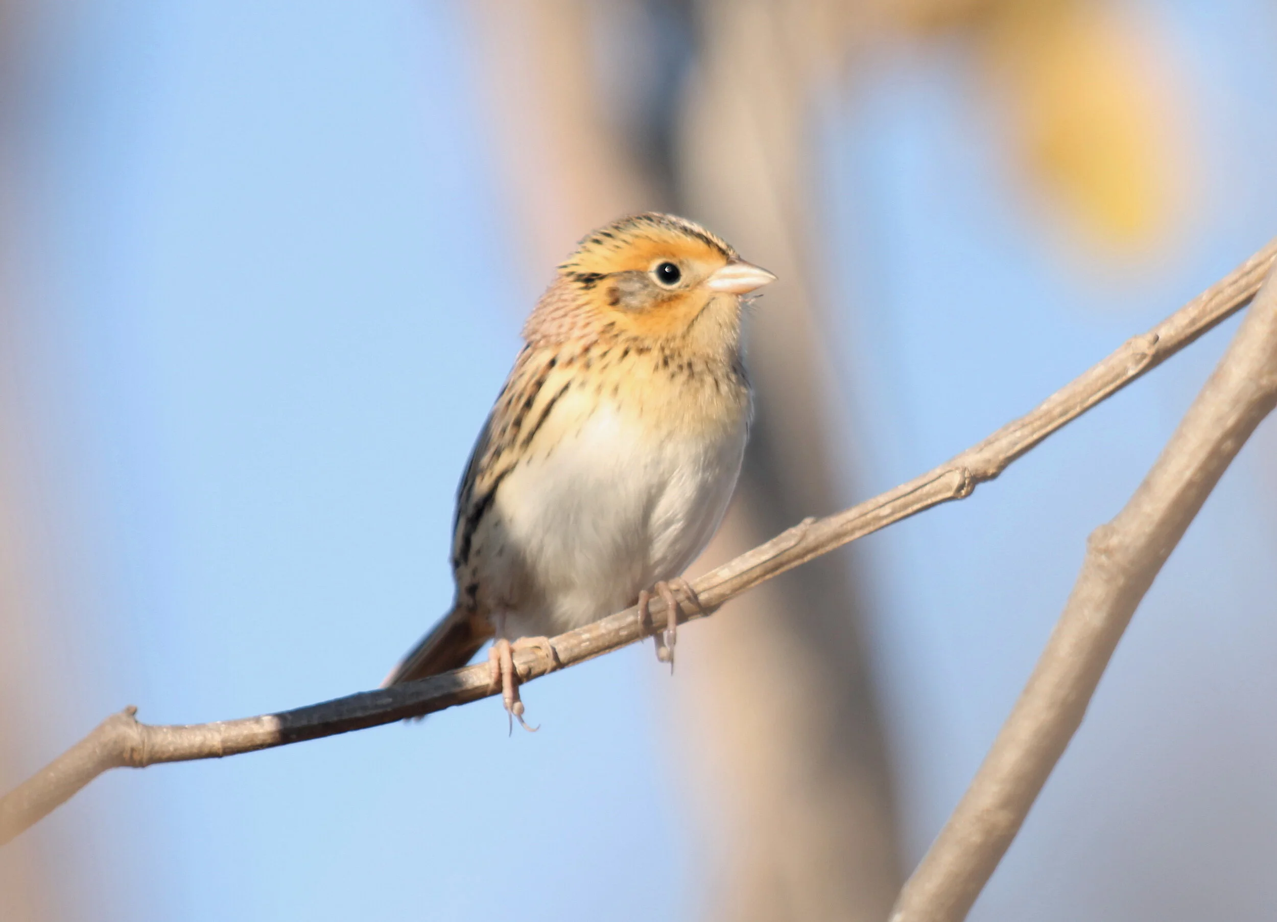 Store 2 — Delta Wind Birds