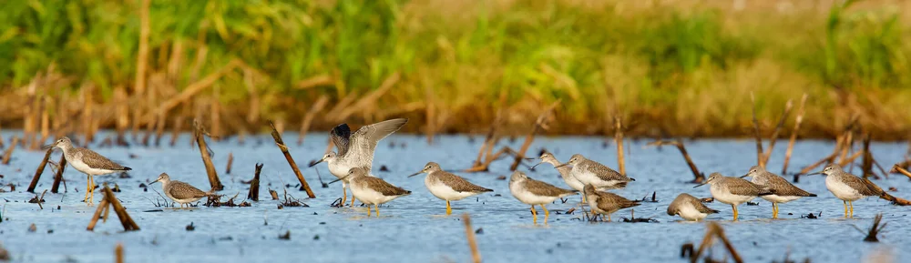 Initiatives — Delta Wind Birds