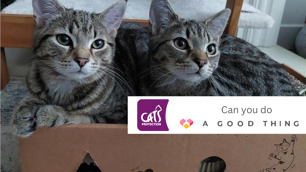 Mid-Warwickshire Cats Protection urgently needs cat-related items — A Good Thing