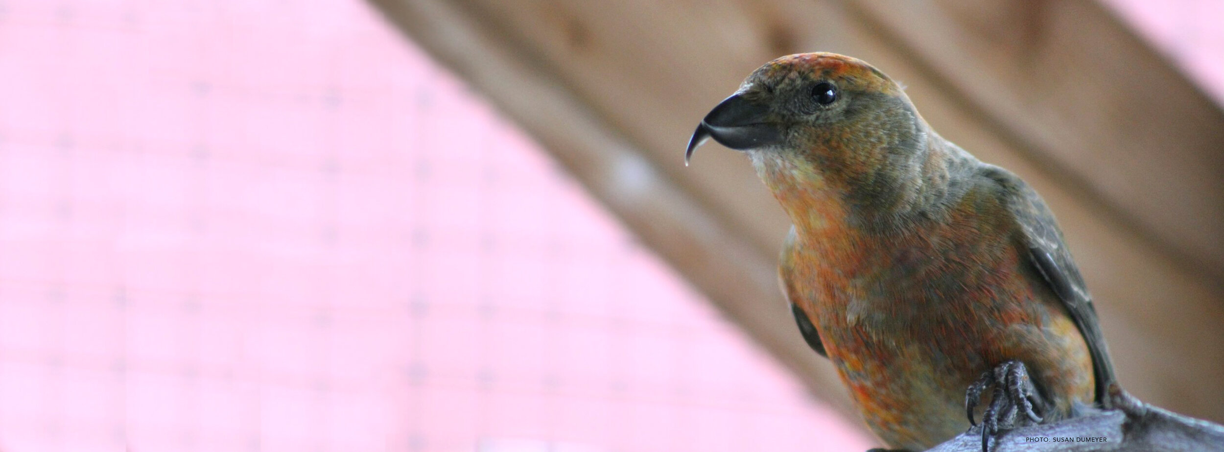 Ruth Melichar - Animals In Distress Association — AIDA