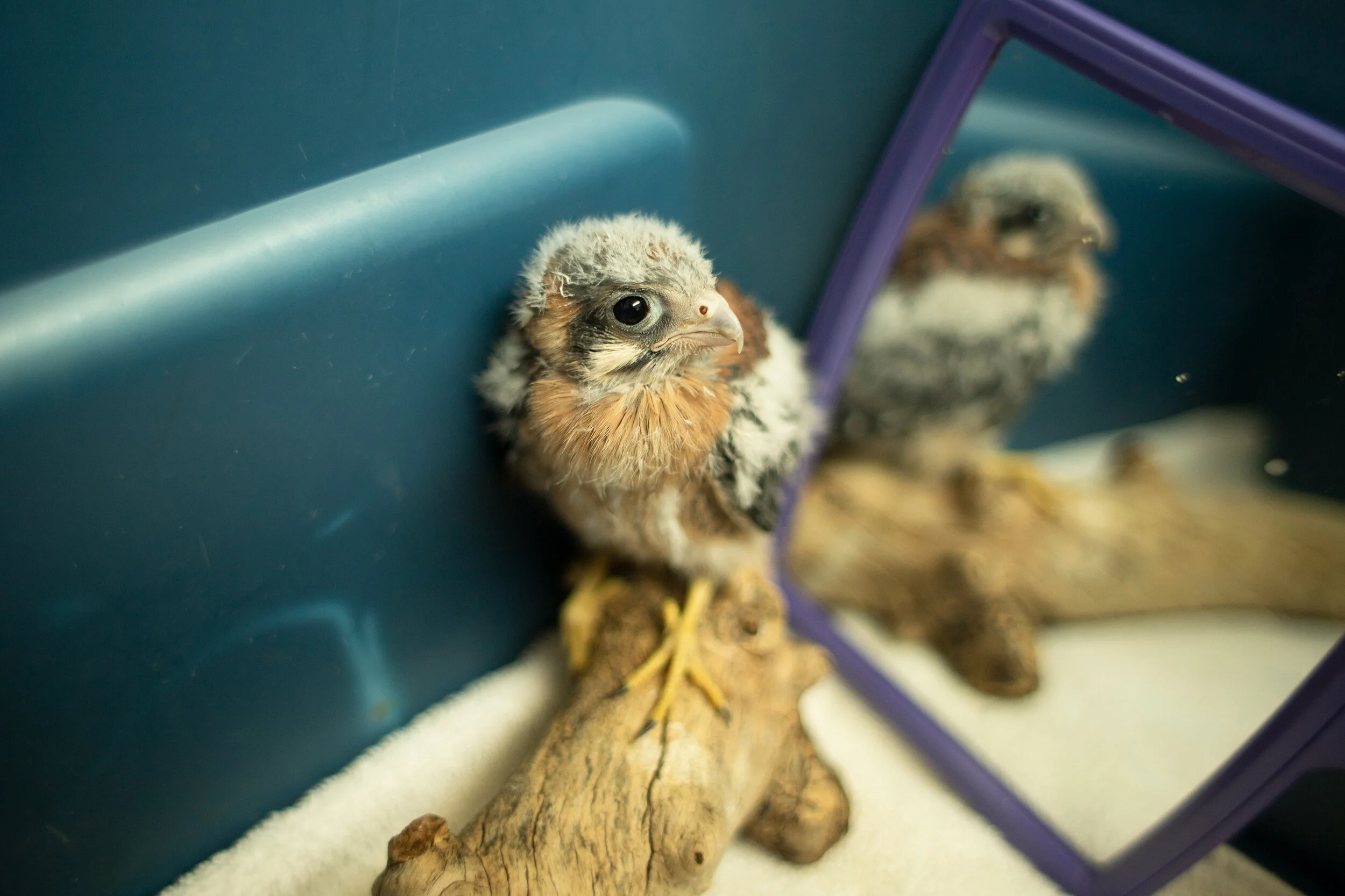 Ruth Melichar - Animals In Distress Association — AIDA