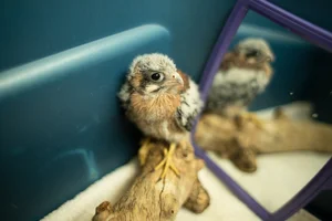 Ruth Melichar - Animals In Distress Association — AIDA