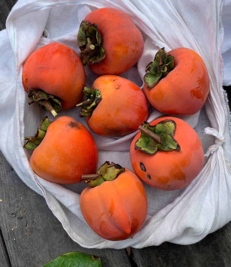 Hachiya Persimmons
