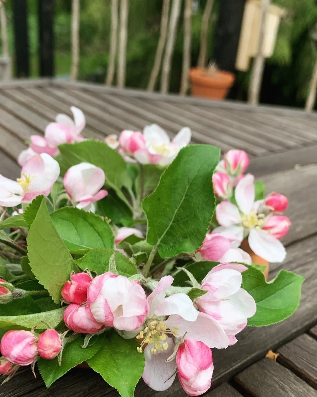 Natalie Virginia Lang