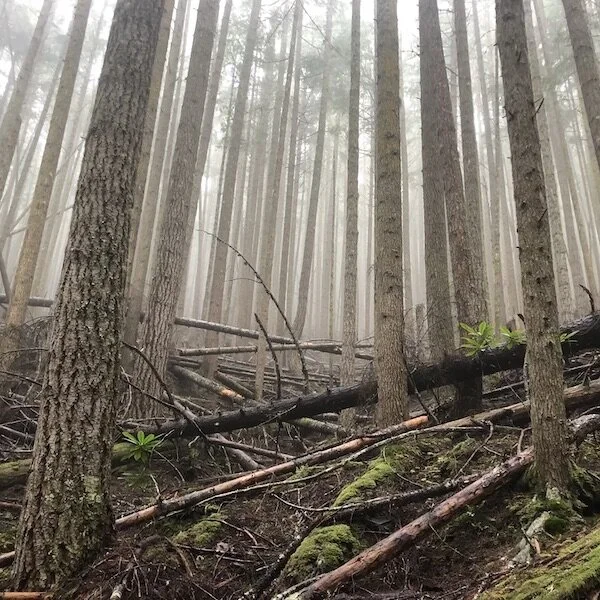 About Hamer Environmental — Hamer Environmental