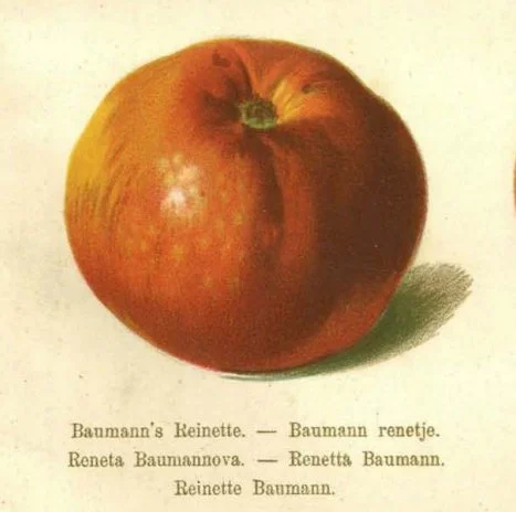 (B)leifruit — Bûûmplanters