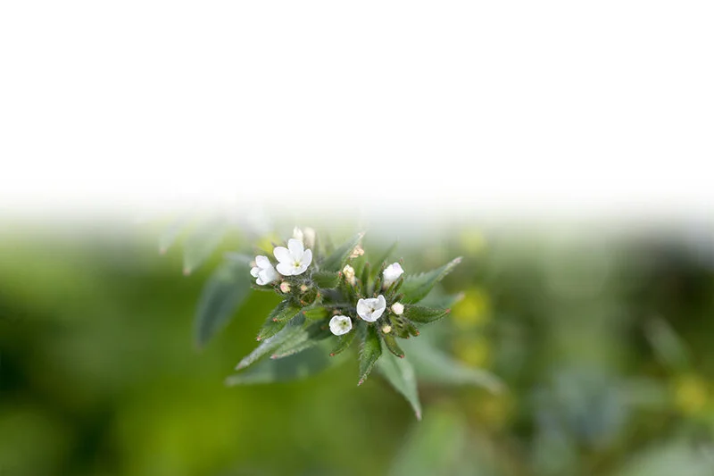 Ahiflower — Natures Crops