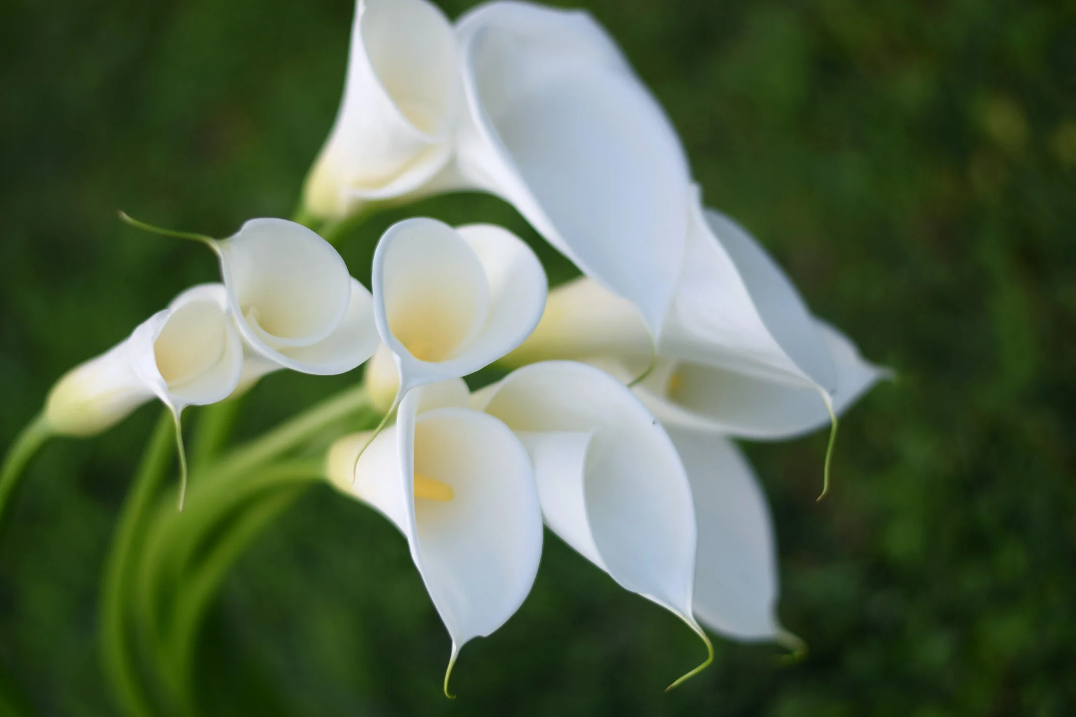 Lilies International Christian Outreach | Join Faith and Worship Today