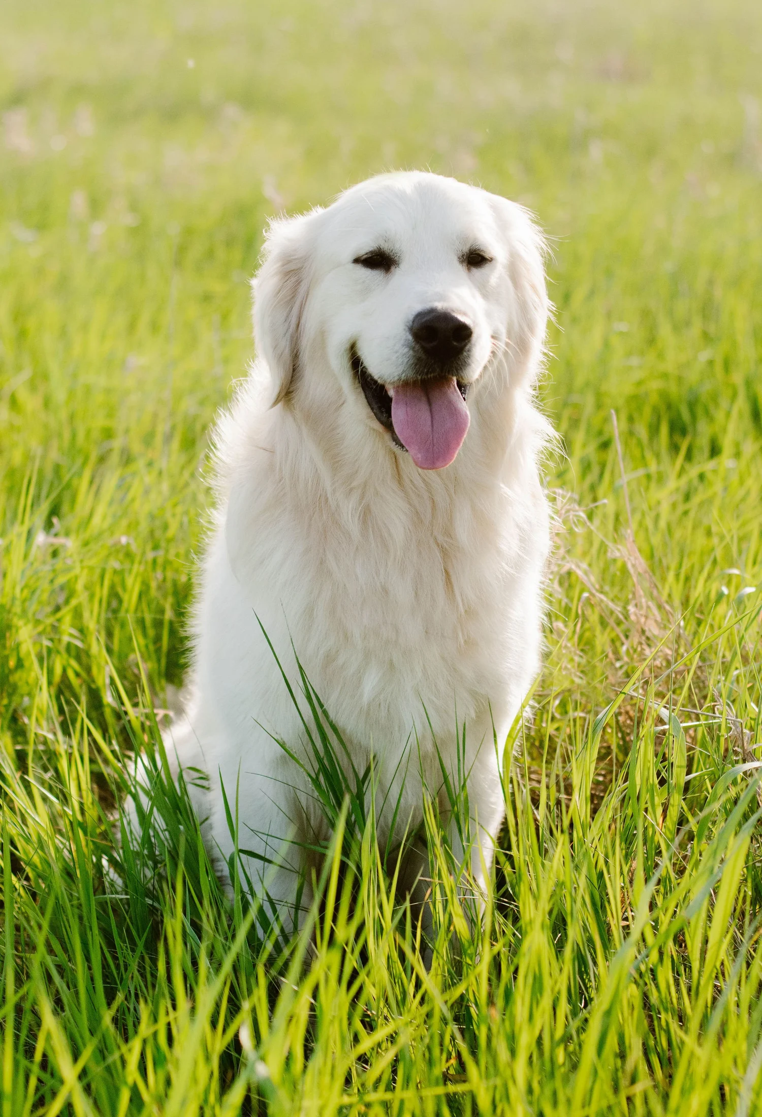 The Retrievers — Golden Acres