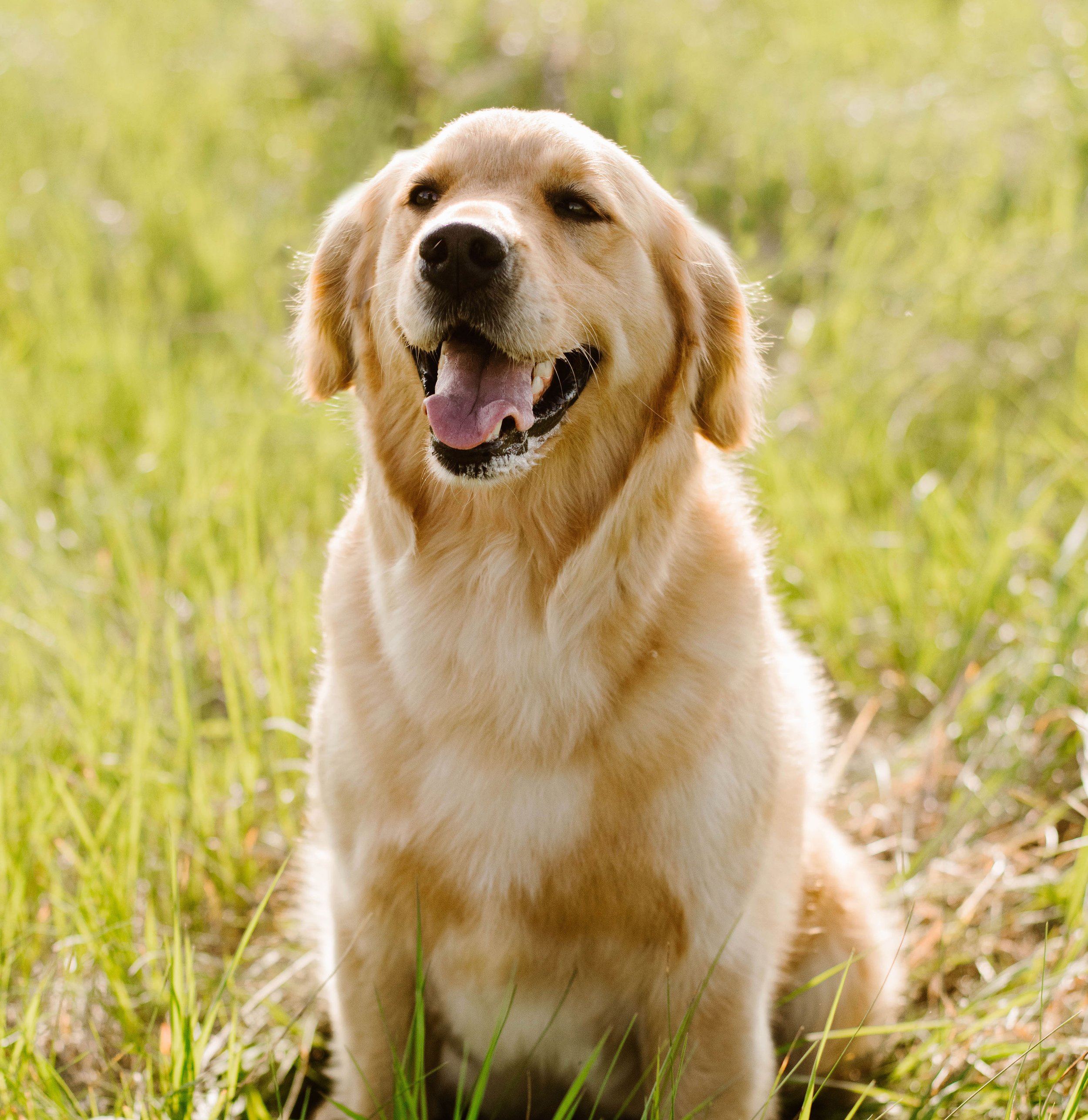 The Retrievers — Golden Acres