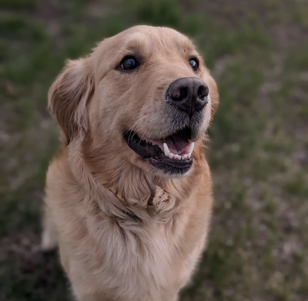 The Retrievers — Golden Acres