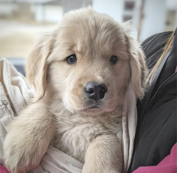The Retrievers — Golden Acres