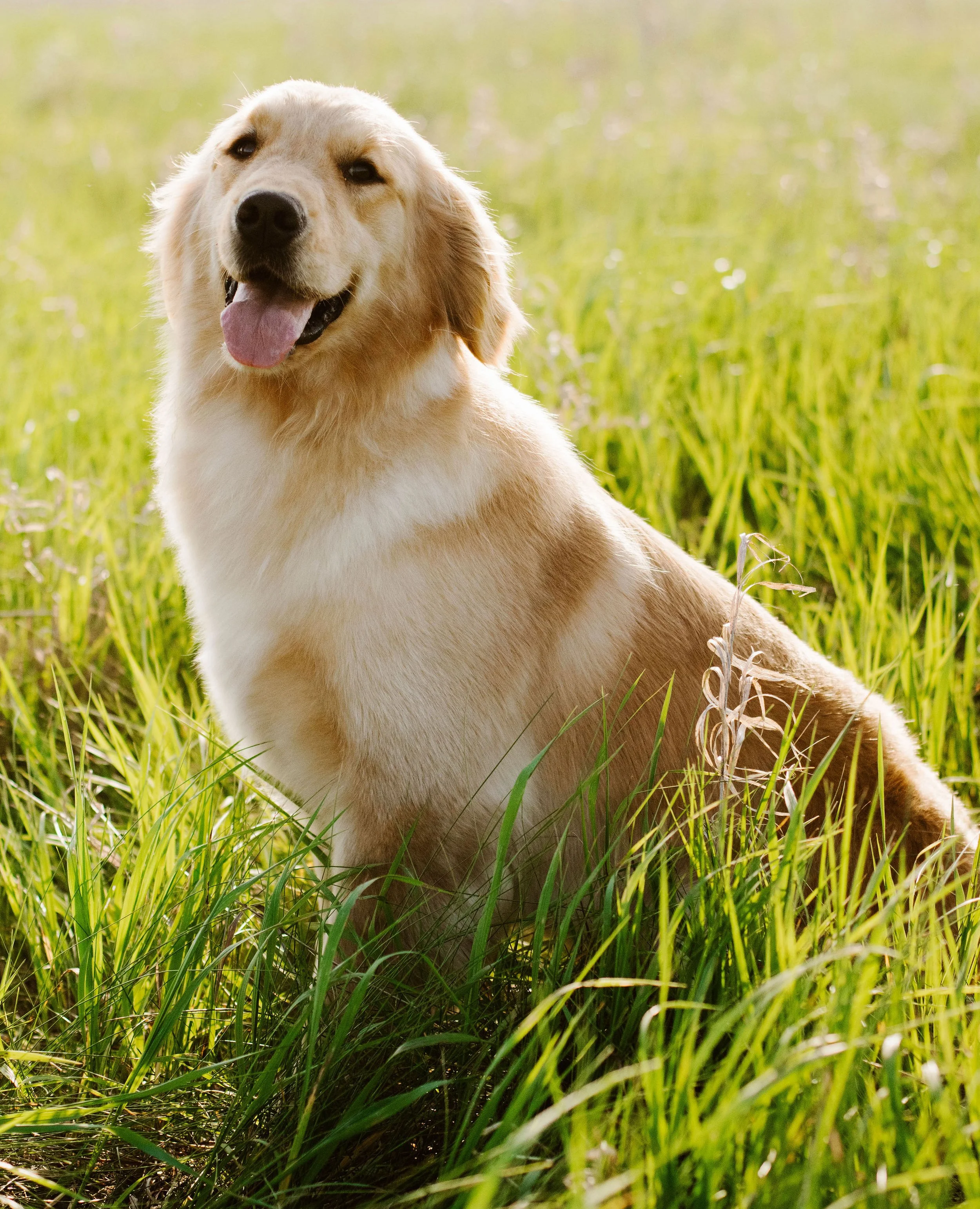 The Retrievers — Golden Acres