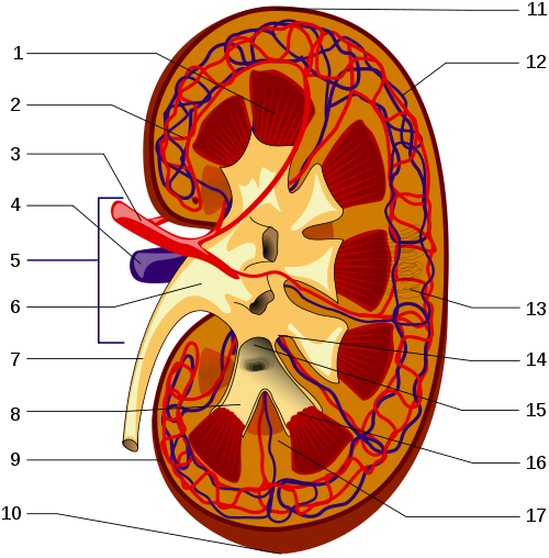 Normal Anatomy & Function of the Genitourinary Tract — Metrovan Urology