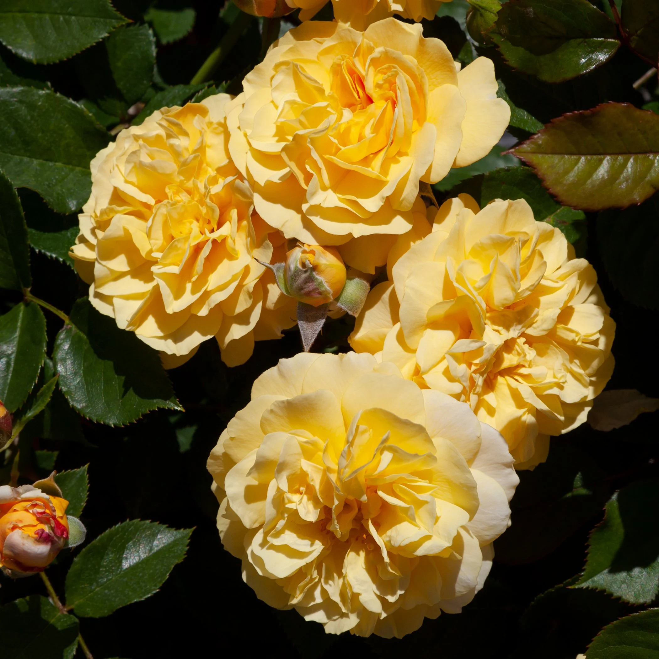 Limited edition “Salisbury Gold” Rose – Order Now — Salisbury School