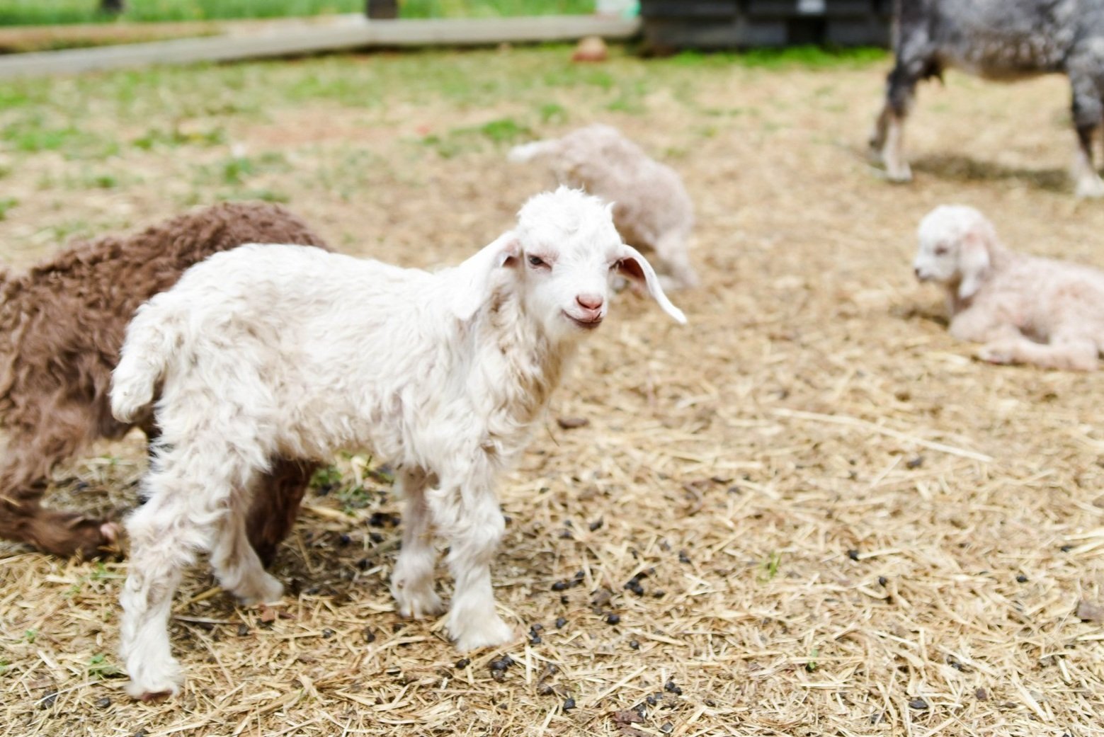 Cute Angora Goats