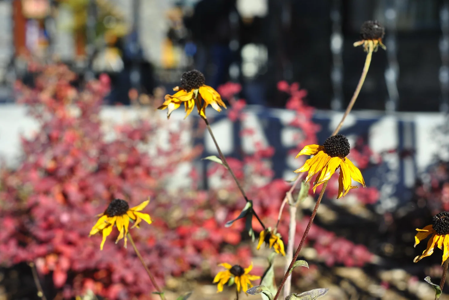 Bear Street Reconstruction — The Tula Project