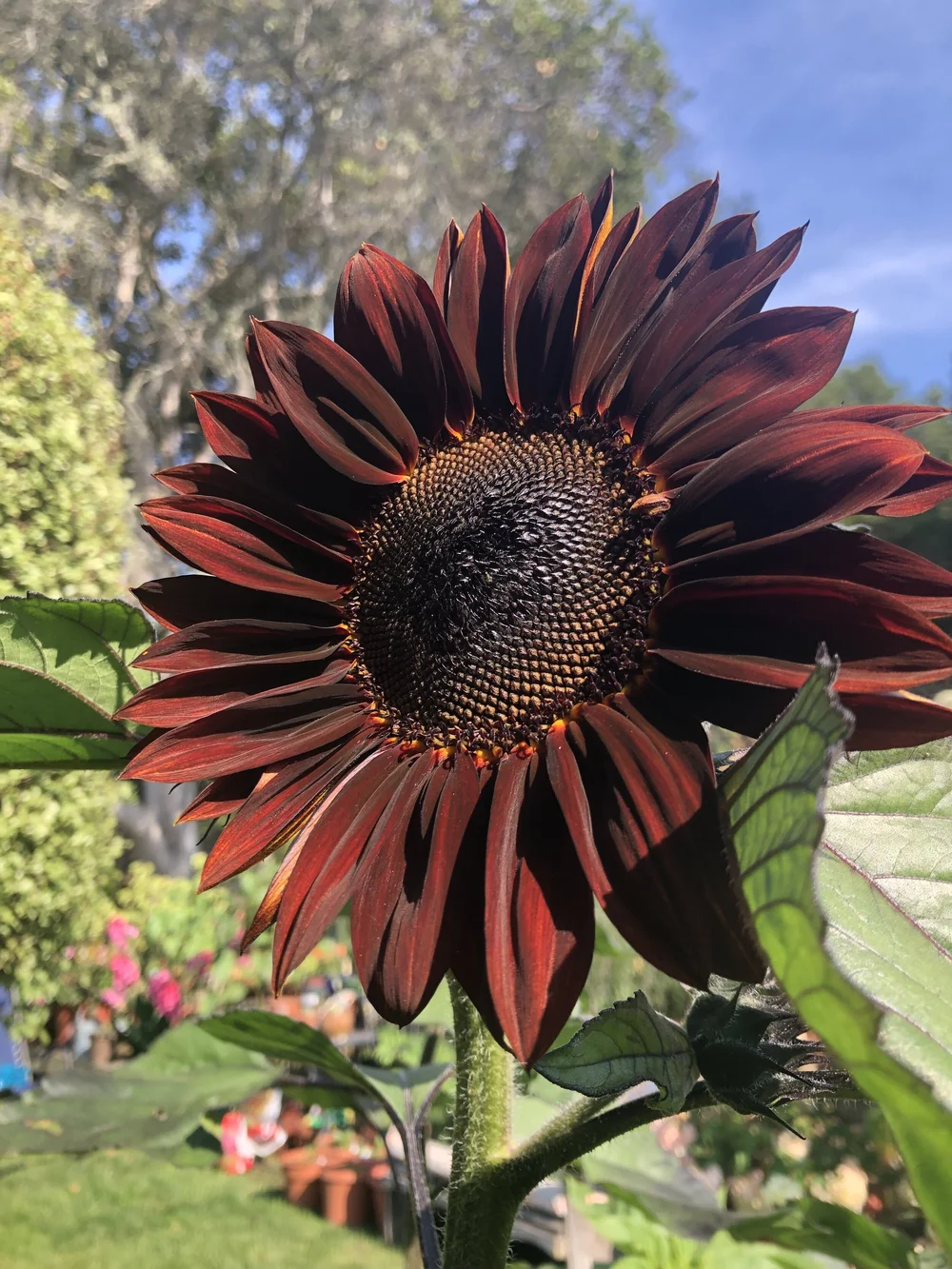 Red Sunflower Plants