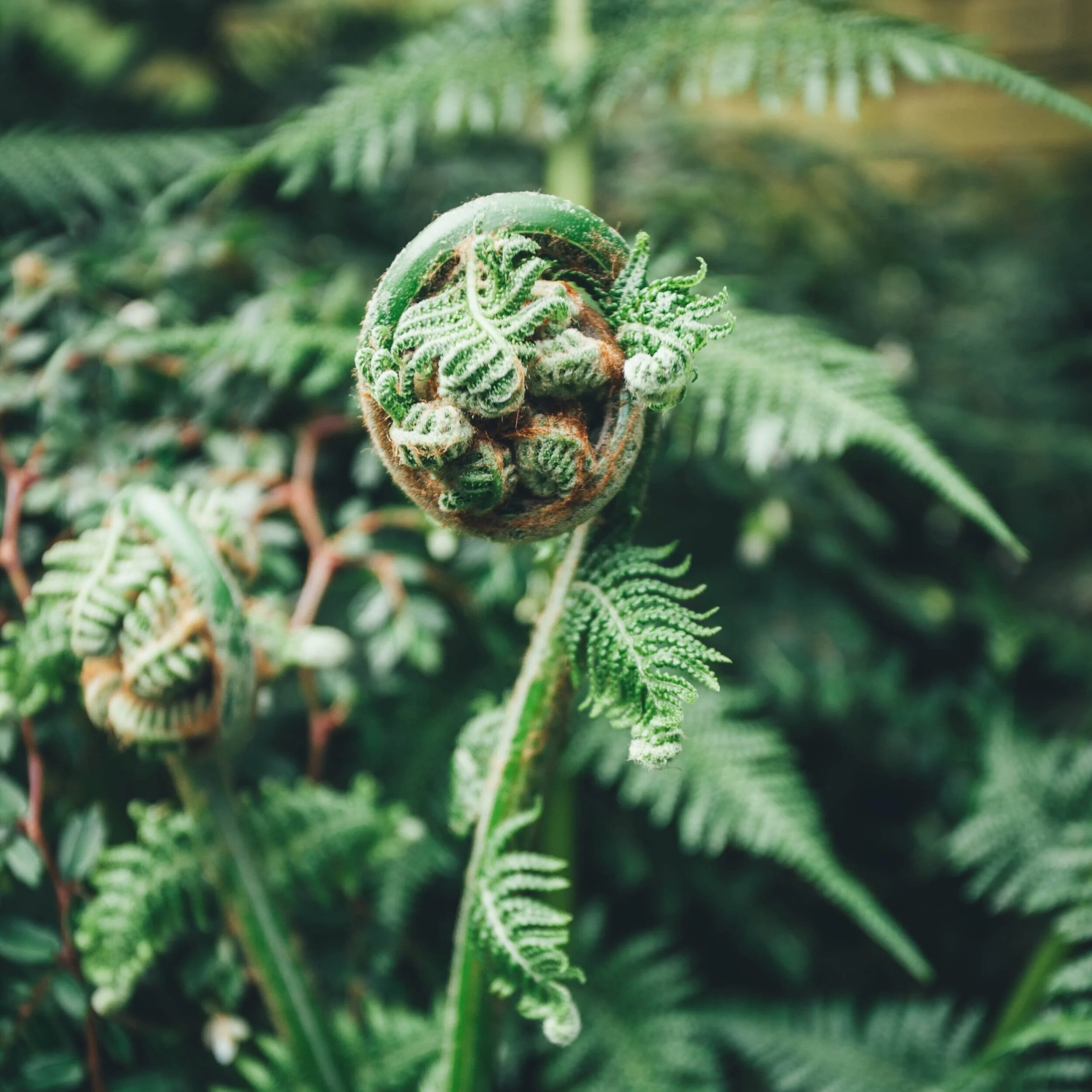 Botanical Quality Control — Rebecca Lazarou | Plants, Fungi, Science ...