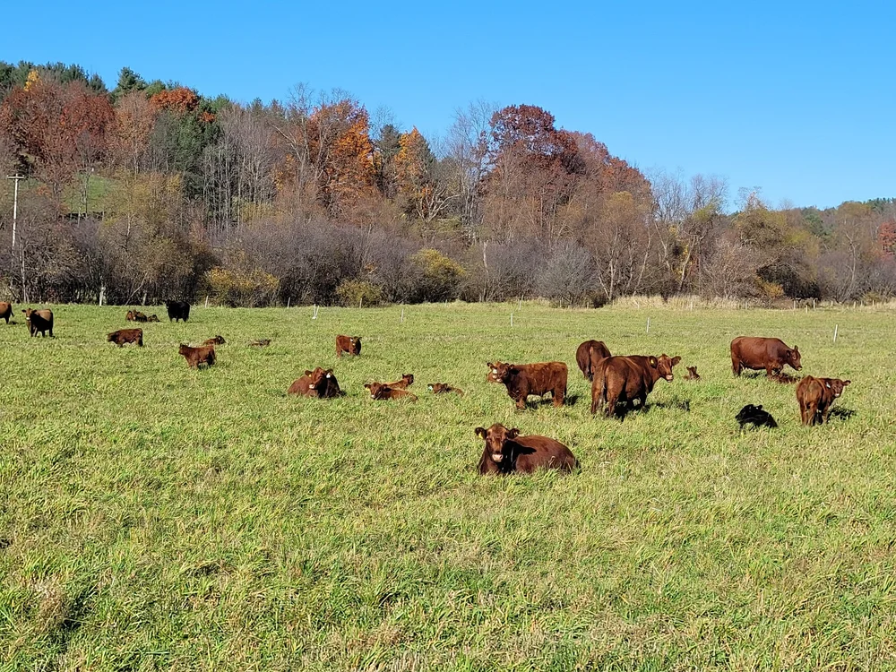 Vermont Grass Farmers