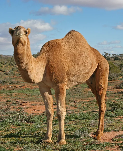 The Mysterious Origins of the Dromedary — The Extinctions
