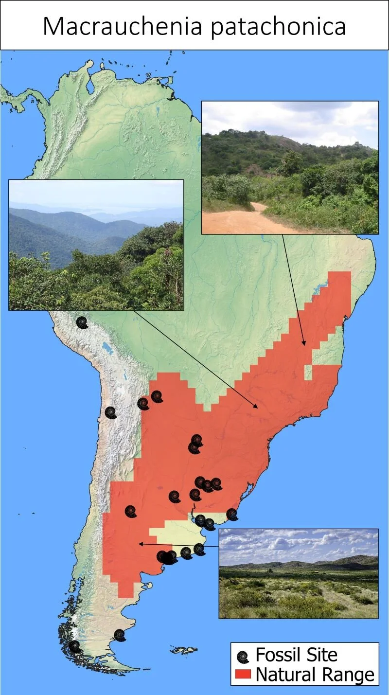 Macrauchenia patachonica — The Extinctions