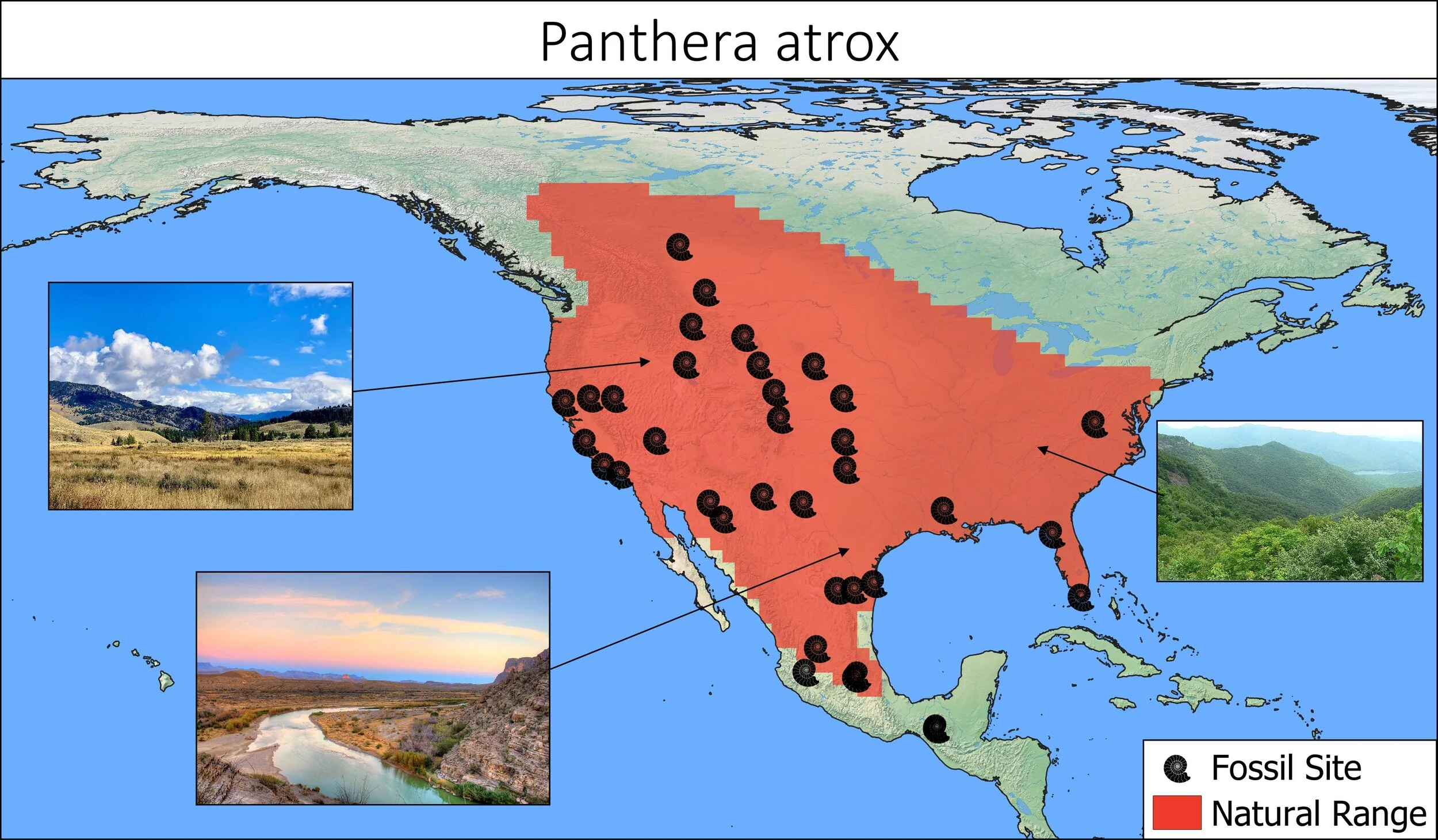 Panthera Atrox The American Lion The Extinctions