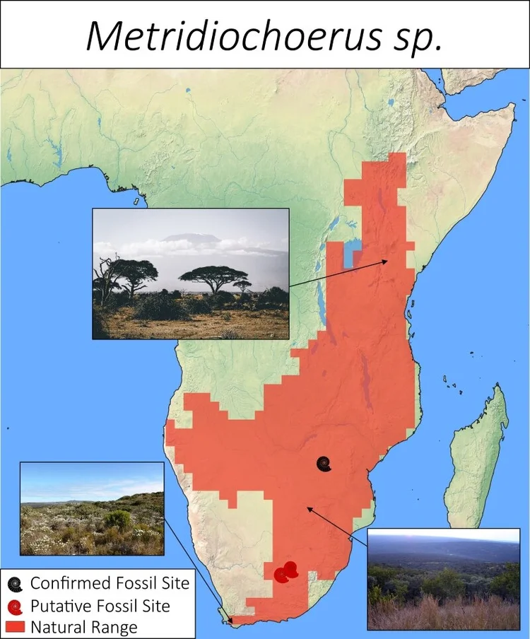 Metridiochoerus sp. (Giant Warthog) — The Extinctions