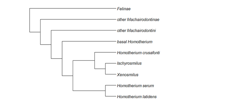 Homotherium — The Extinctions