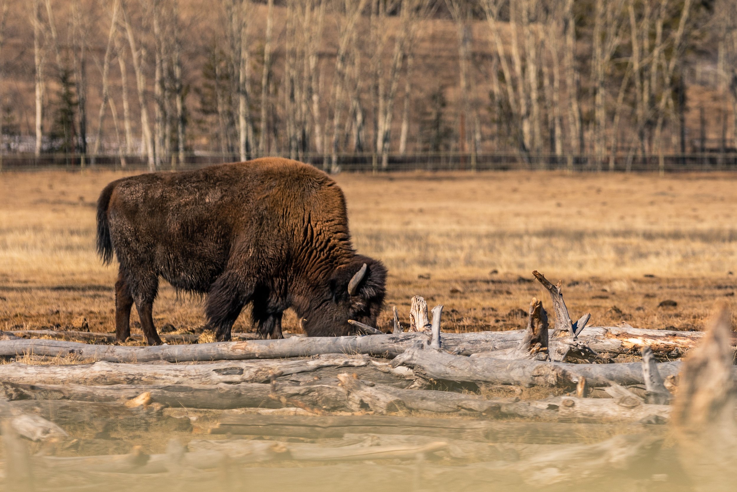 Mid-Late Holocene Extinctions in the Yukon and Alaska & Implications ...