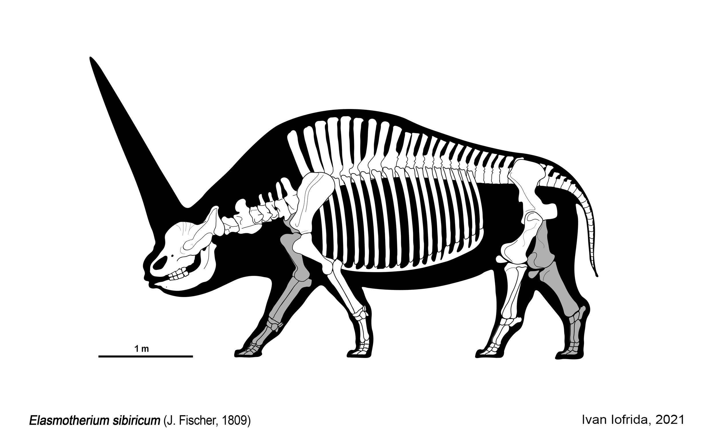 The Lost Rhinos of Europe — The Extinctions
