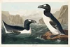 The History of the Decline and Fall of the Great Auk — The Extinctions