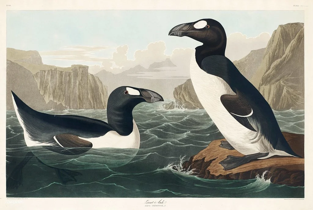 The History of the Decline and Fall of the Great Auk — The Extinctions
