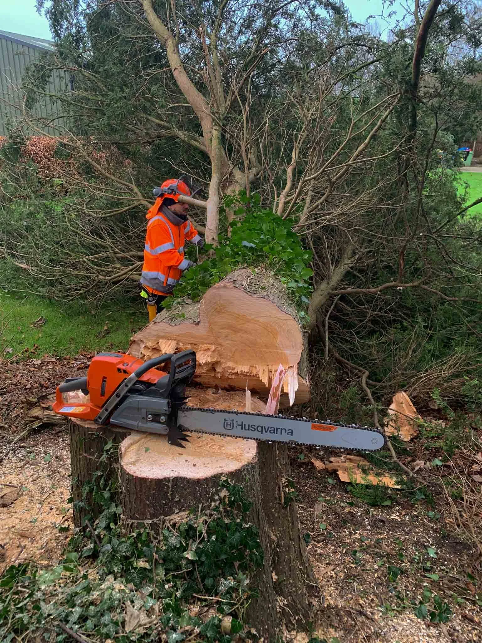 Tree Surgeon's in Cumbria, Expert Arborists
