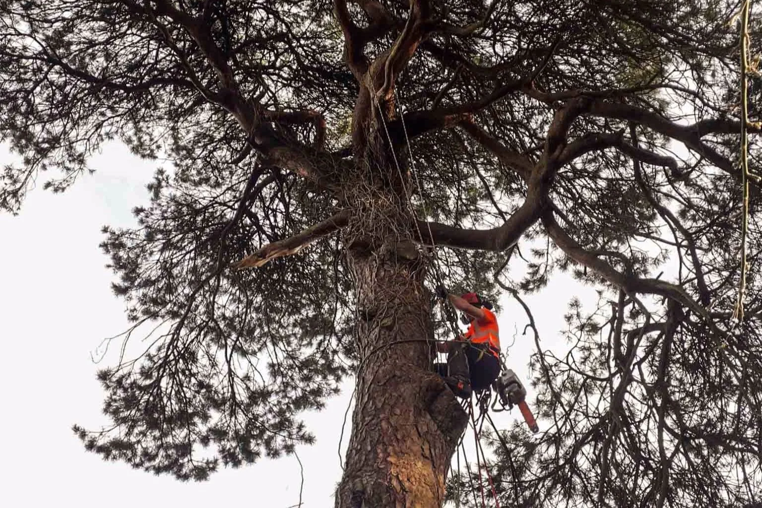 Tree Surgeon's in Cumbria, Expert Arborists