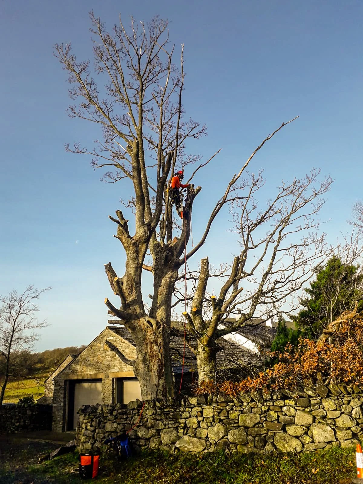 Tree Removal Experts Cumbria — Arborscape Tree Surgery & Grounds ...