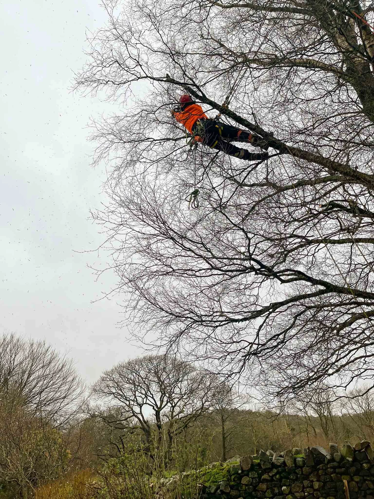 Expert Tree Pruning Cumbria - Arborscape Arborist & Tree Surgeon ...