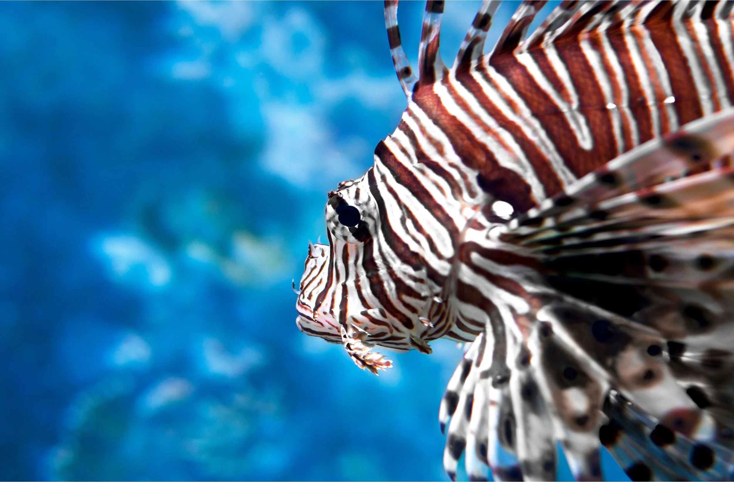 Alarming Impact of Invasive Alien Species in Landmark IPBES Assessment ...