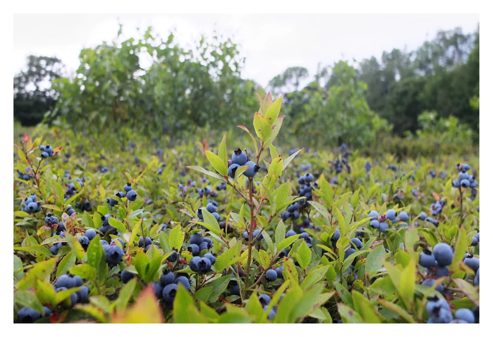 The Story of Wild Blueberries – 10,000 Years in the Making — Continuous ...
